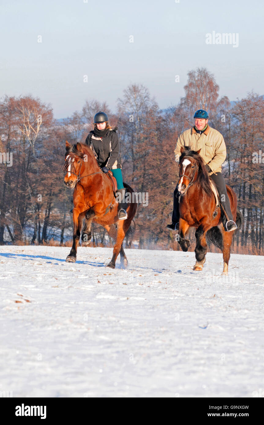 Trail Riding, Welsh Pony, section D / Welsh Cob, rider Stock Photo - Alamy