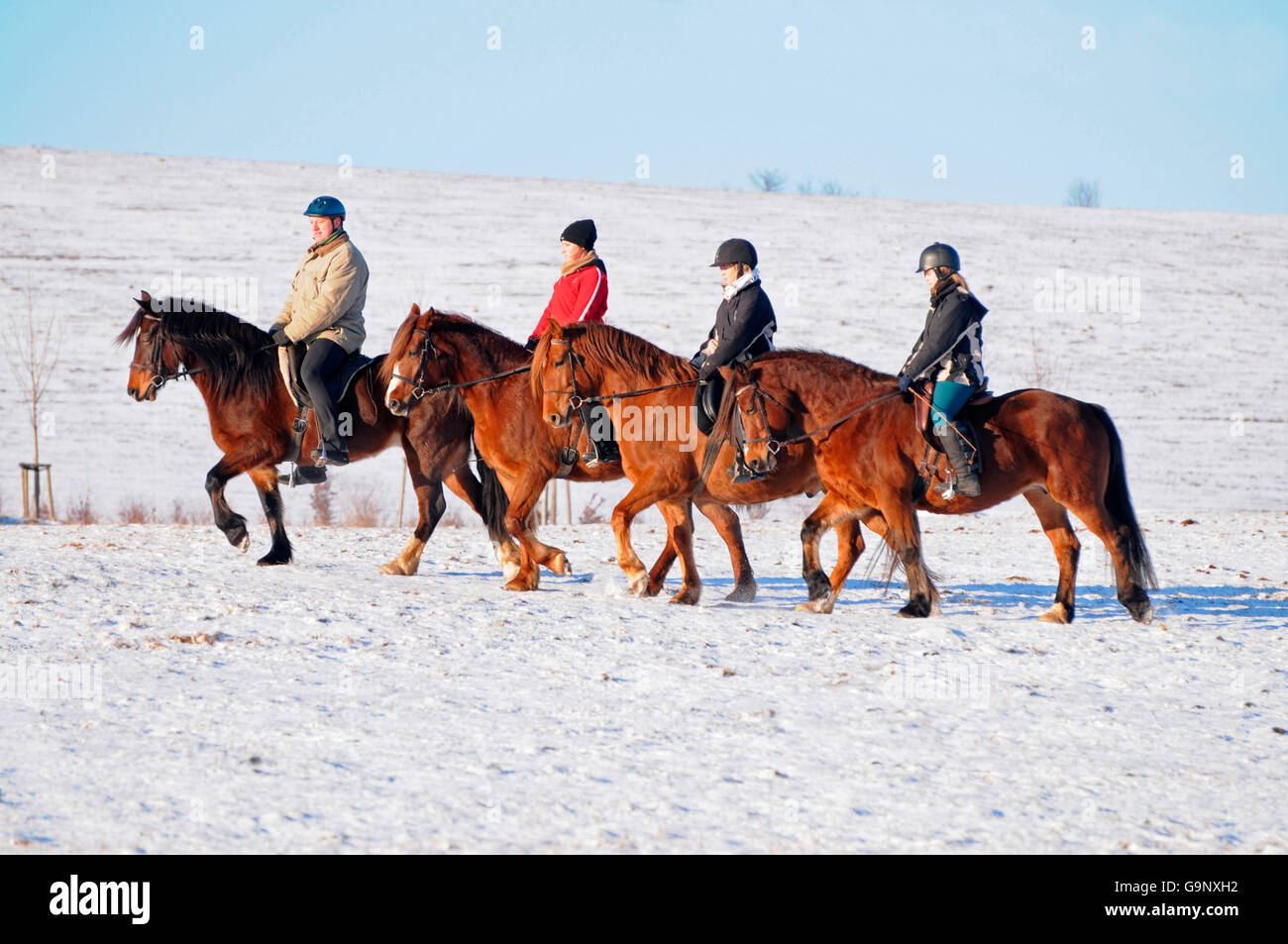 Trail Riding, Welsh Pony, section D / Welsh Cob, rider Stock Photo - Alamy