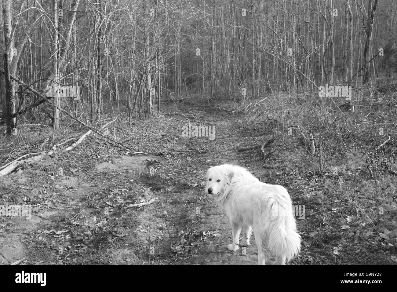 Sad forest Black and White Stock Photos & Images - Alamy