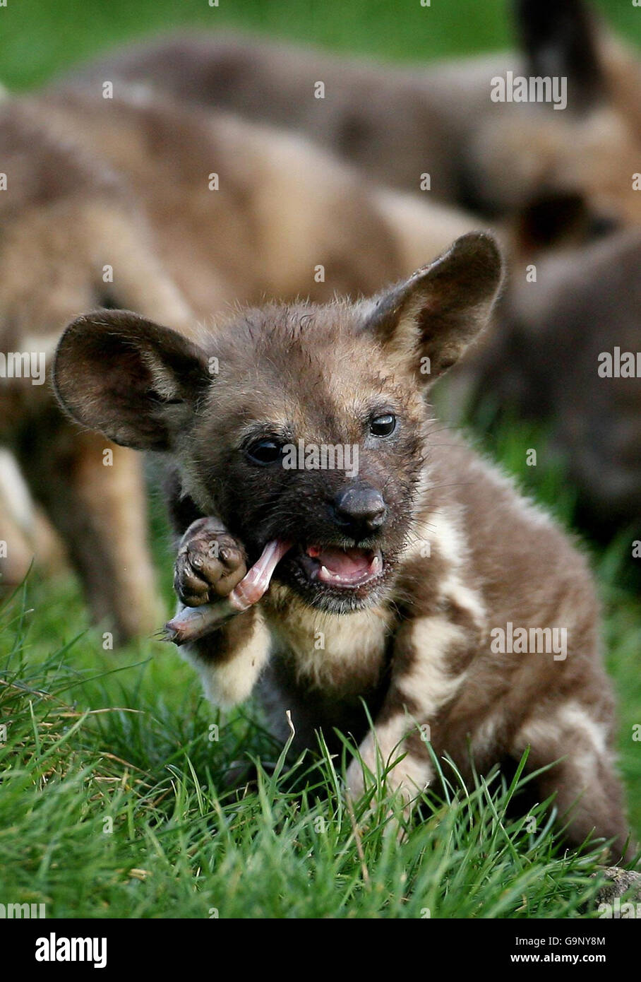 New born, Animal Park Stock Photo - Alamy