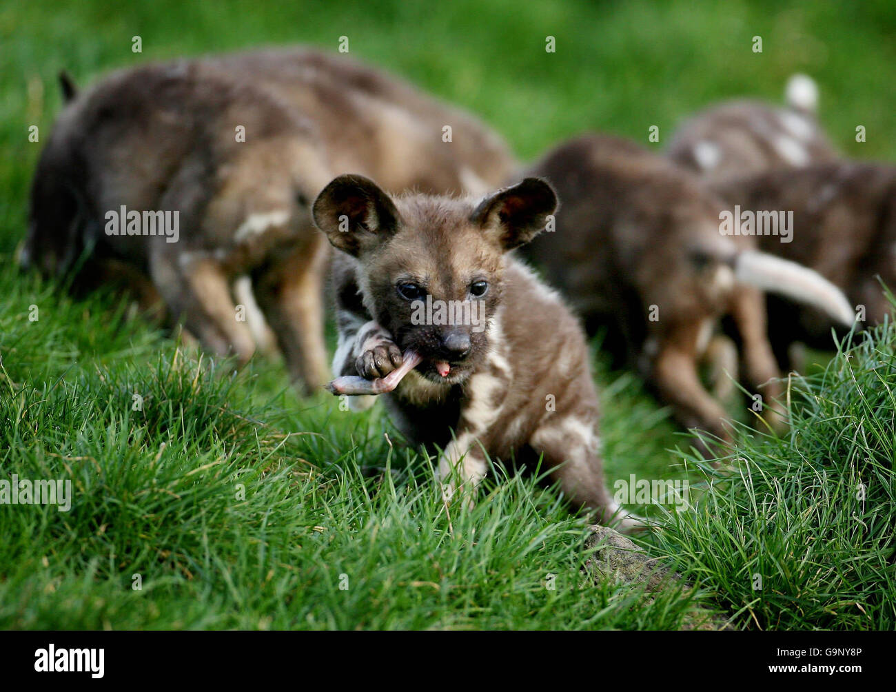 New born, Animal Park Stock Photo - Alamy