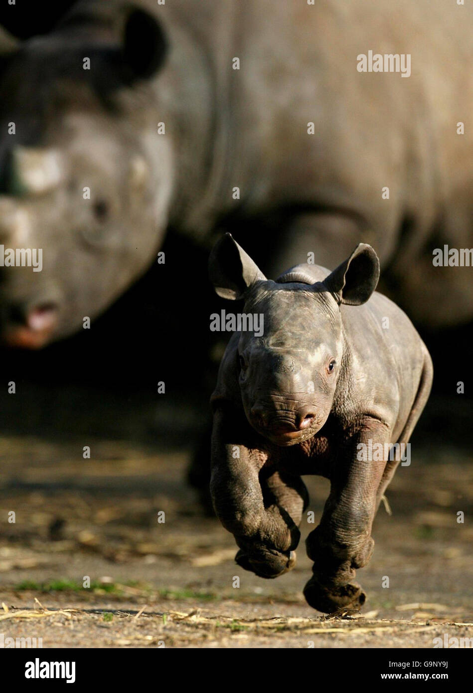 Full length new born baby mangrs hi-res stock photography and images ...