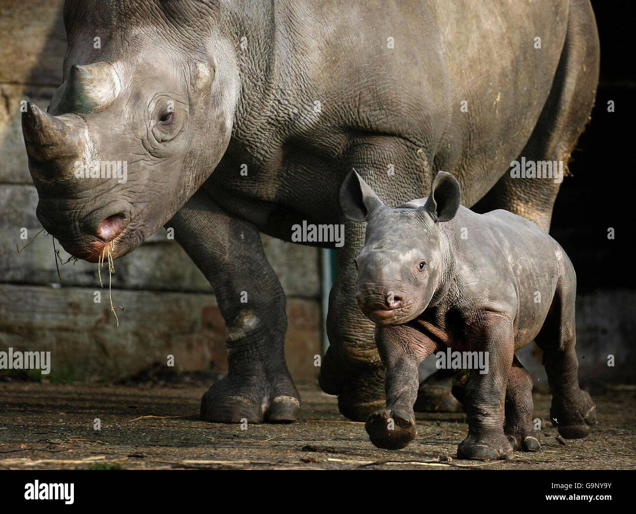 Full length new born baby mangrs hi-res stock photography and images ...