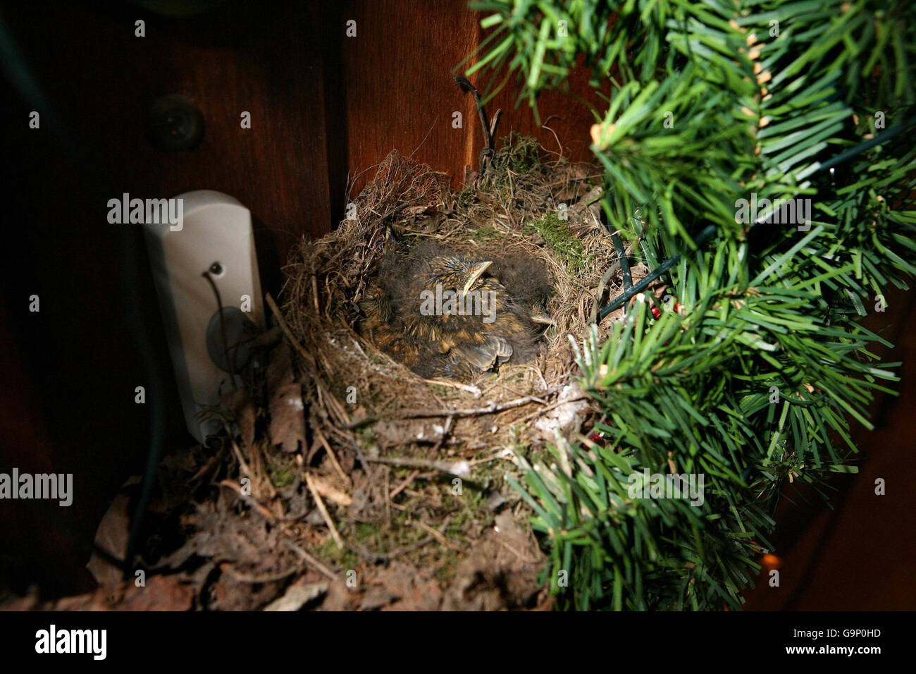 A nest of four baby robins, aged fourteen days old, rest in a Christmas ...