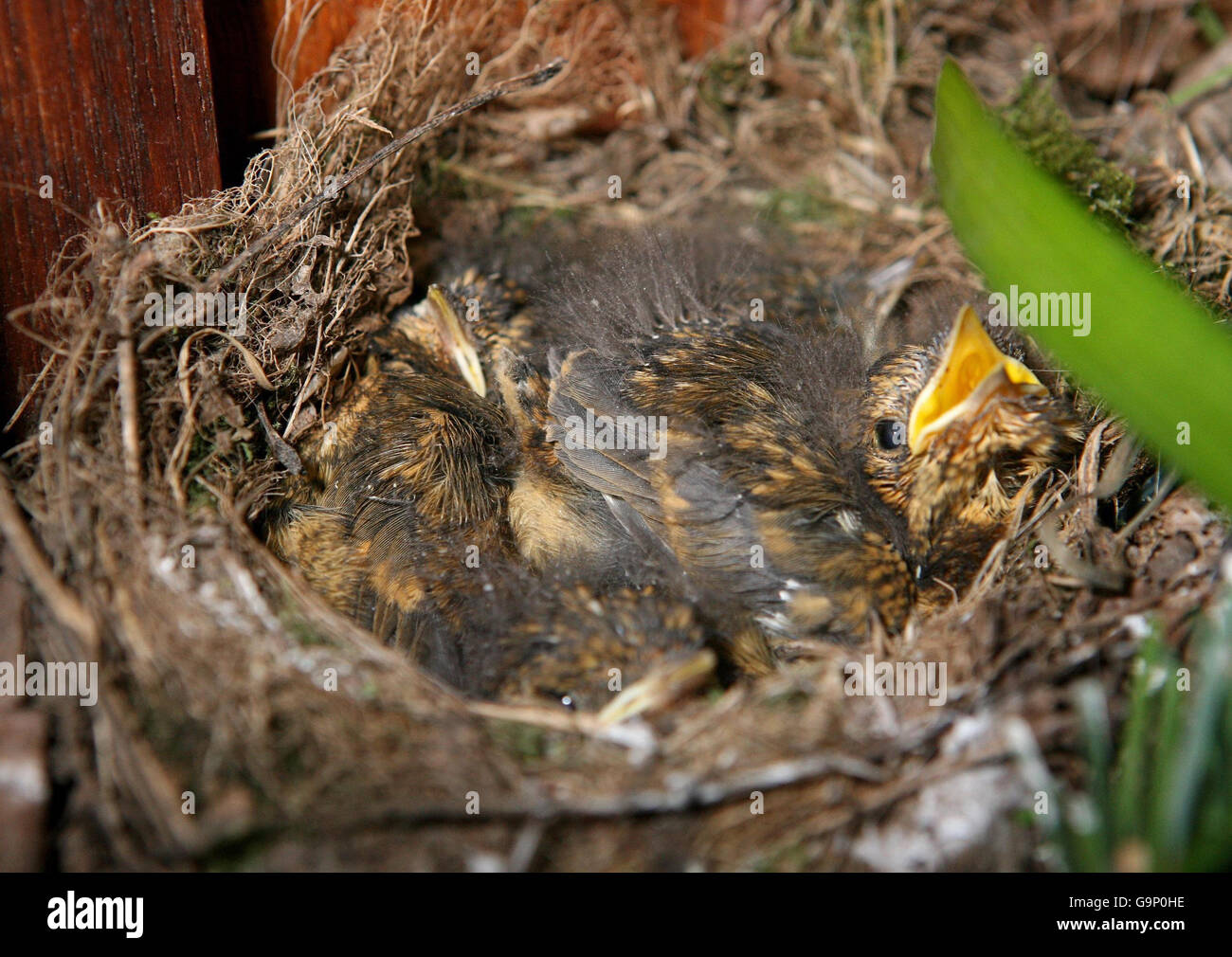 A nest of four baby robins, aged fourteen days old, rest in a Christmas ...