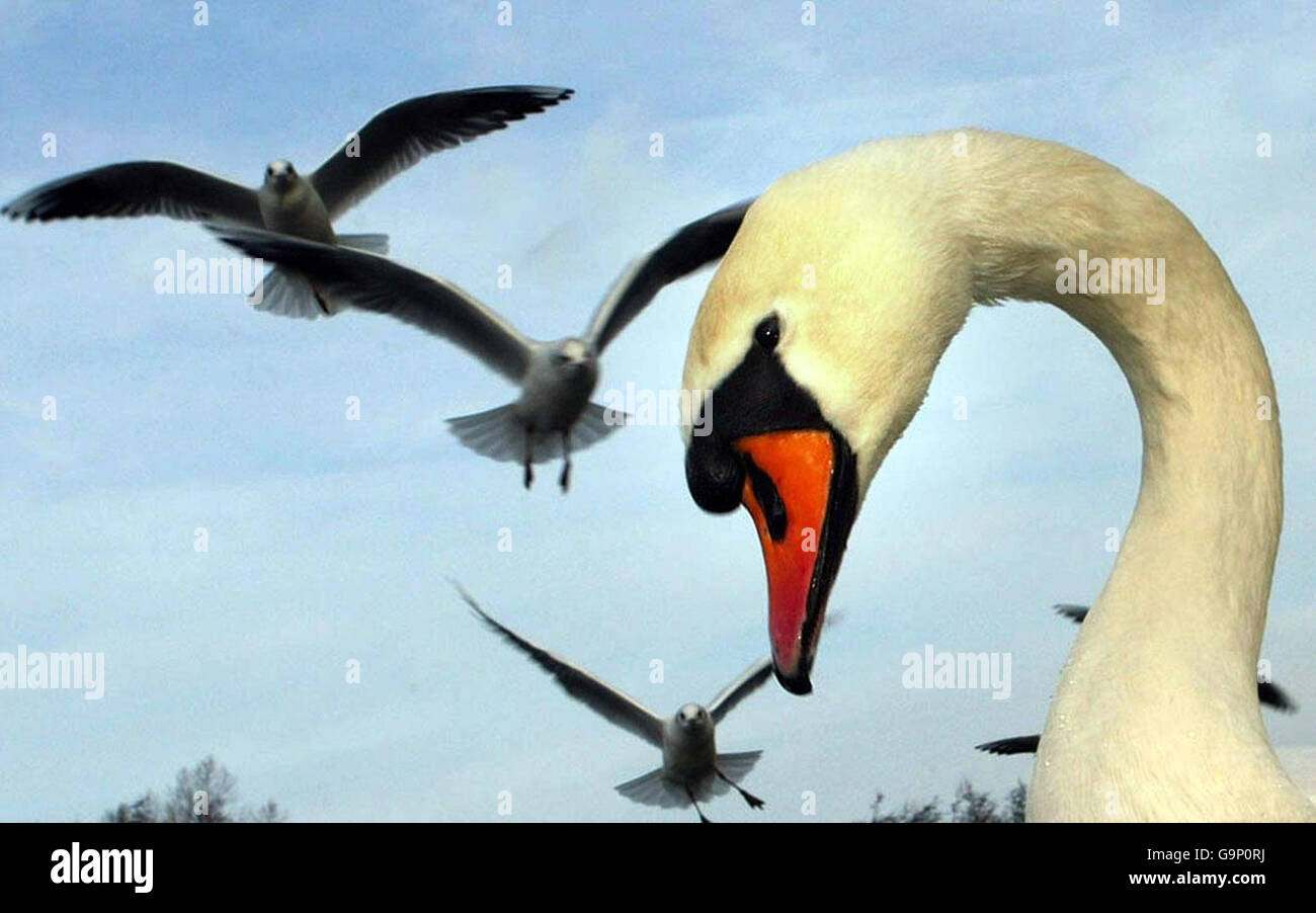 Birds in Scotland Stock Photo - Alamy