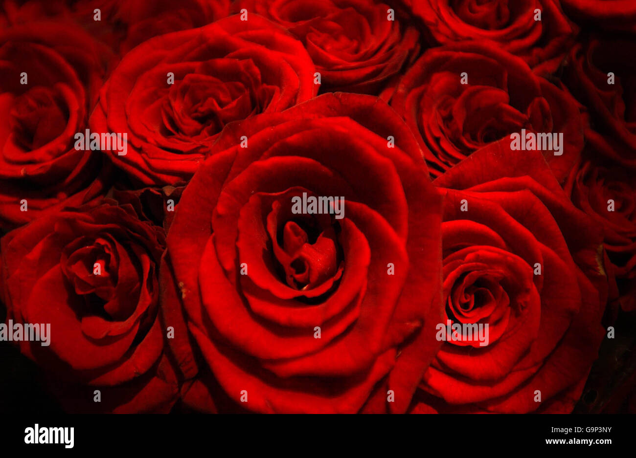 Red roses ruining Kenyan ecosystem Stock Photo - Alamy