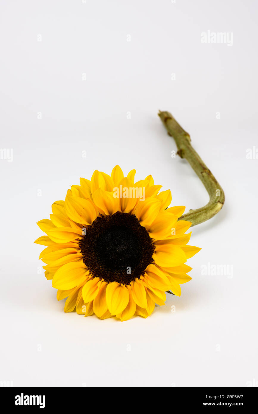 Single cut sunflower photographed against a white background Stock ...