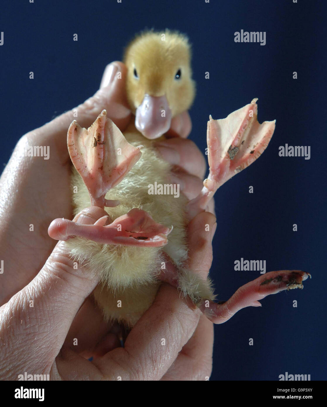Four legged duck Stock Photo - Alamy