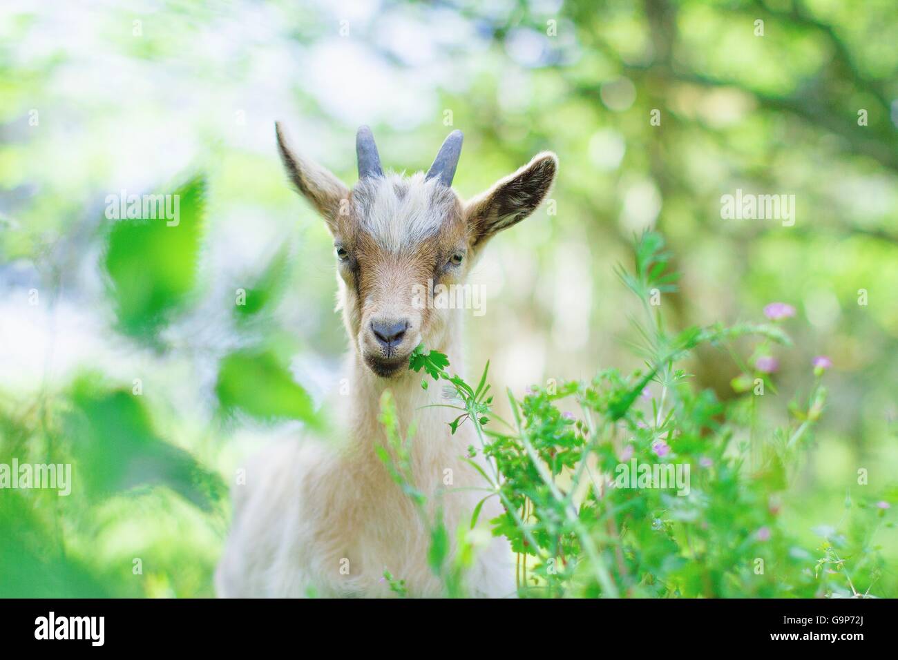 Young goat in a garden Stock Photo - Alamy
