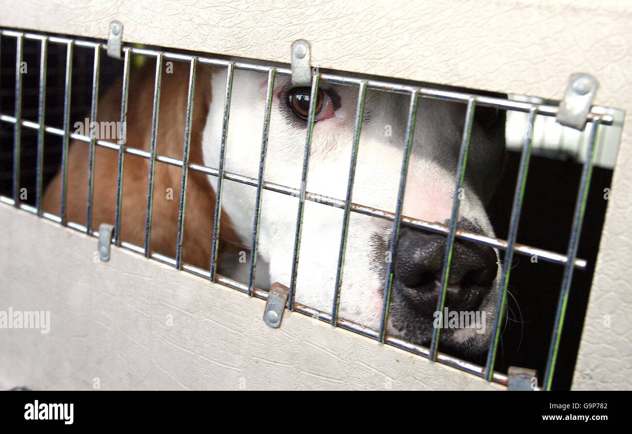 Five arrested in dog fighting raid hi-res stock photography and images ...
