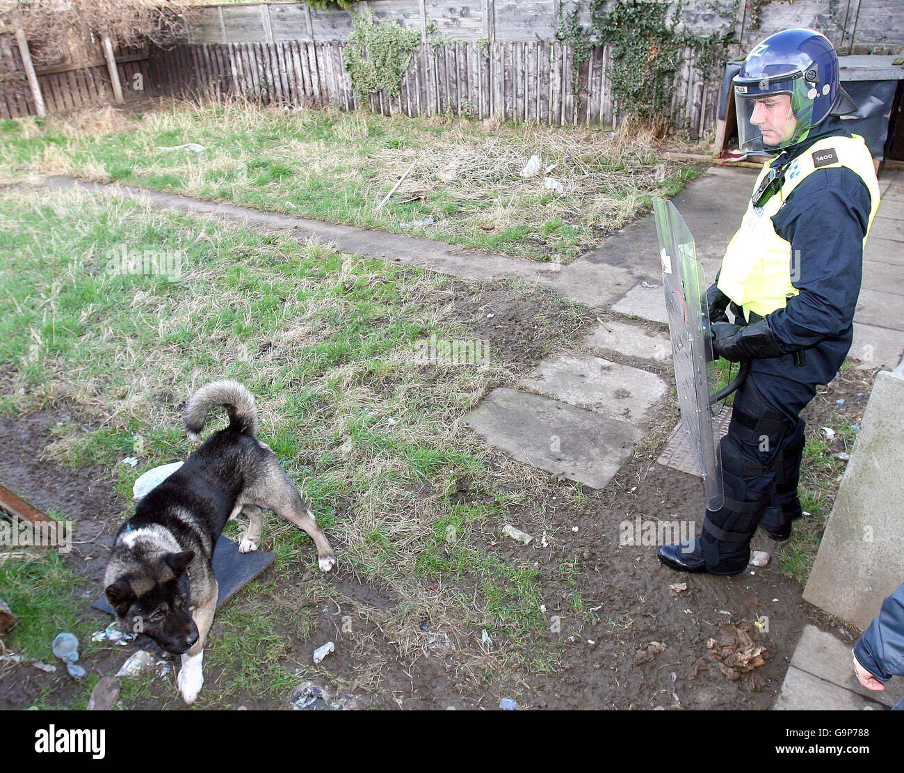 Five arrested in dog fighting raid Stock Photo - Alamy