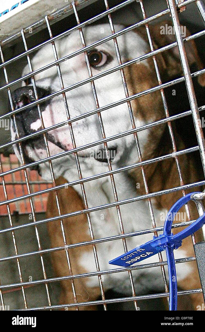 Pit bull type hi-res stock photography and images - Alamy