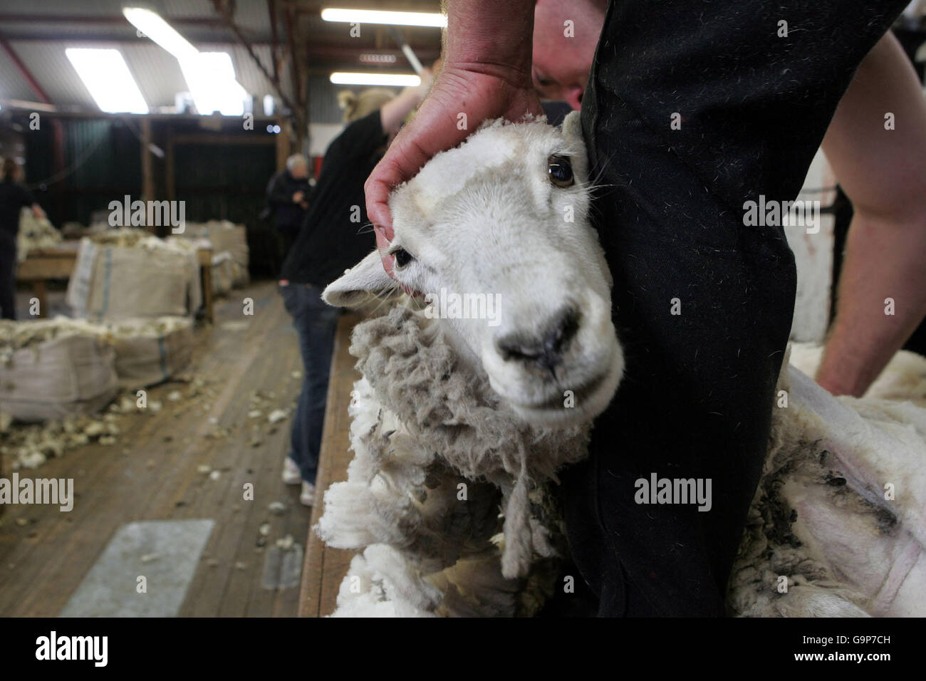 A shearer clips sheep on a large farm in Goose Green on the Falkland ...