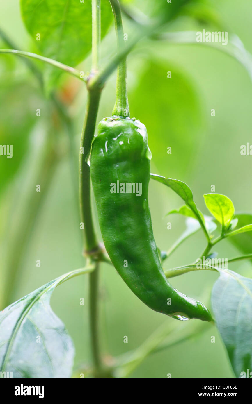 Fresh chilli in garden Stock Photo - Alamy