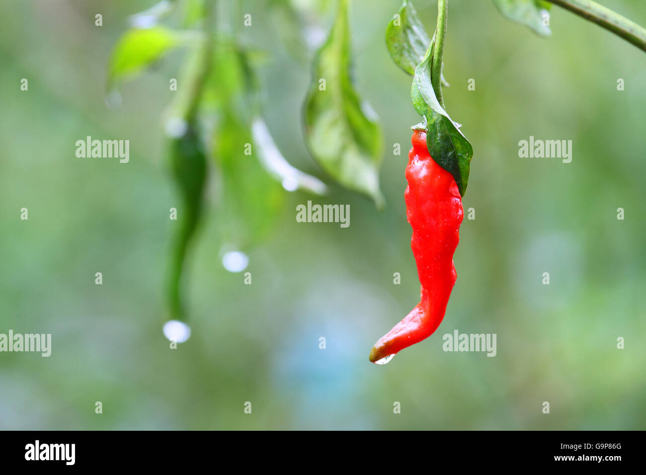 Fresh chilli in garden Stock Photo - Alamy