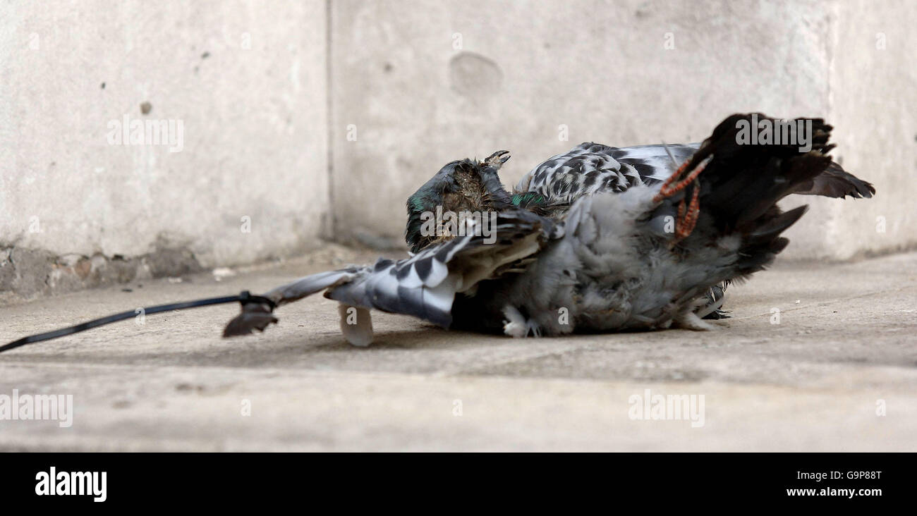 Pigeon stock picture hi-res stock photography and images - Alamy