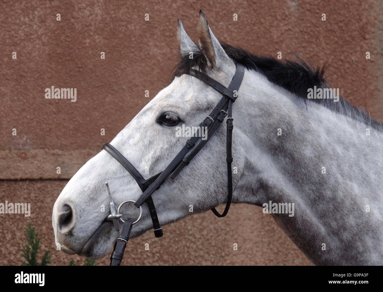 Philip Hobbs High Resolution Stock Photography and Images - Alamy