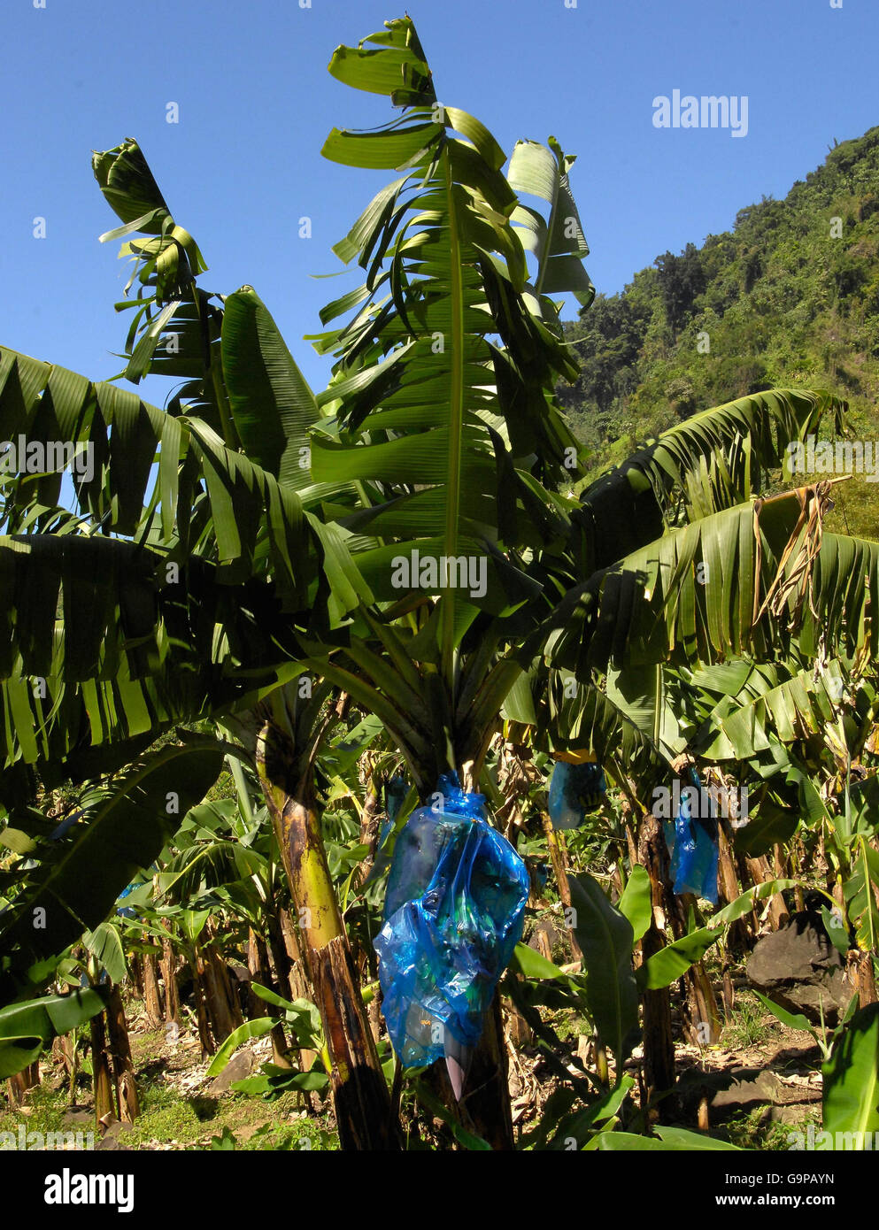 Carribean banana bananas plastic covers insects hi-res stock ...