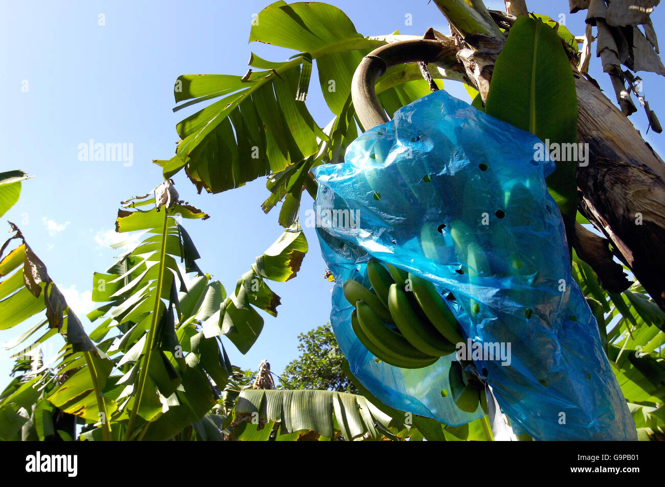 Carribean banana bananas plastic covers insects hi-res stock ...