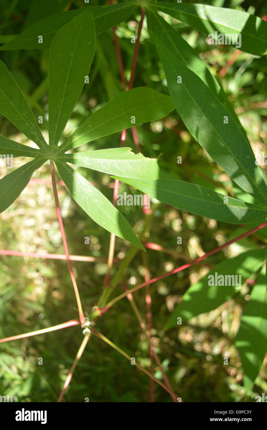 Red stalk hi-res stock photography and images - Alamy