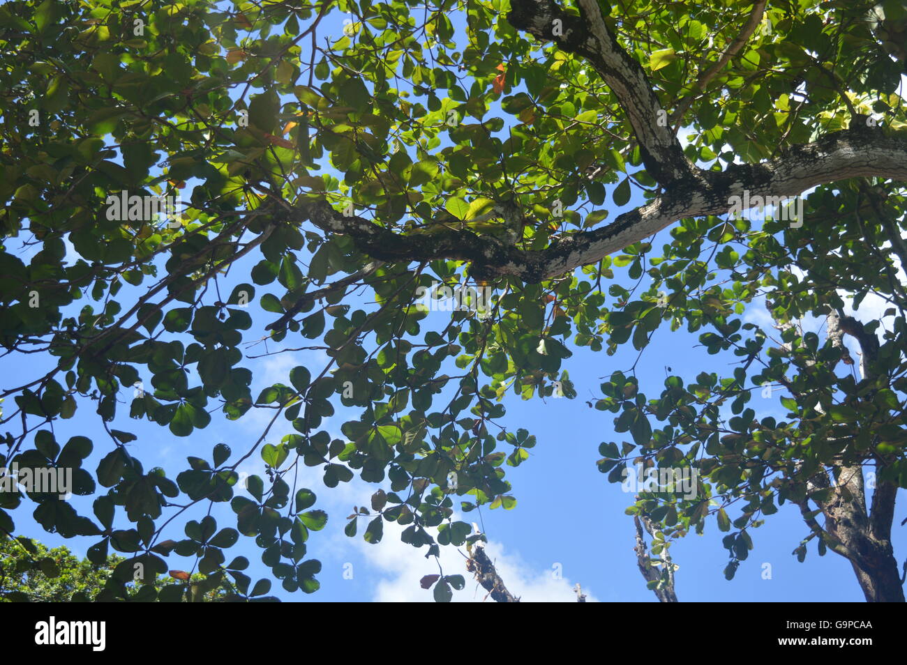Canopy of leaves Stock Photo - Alamy