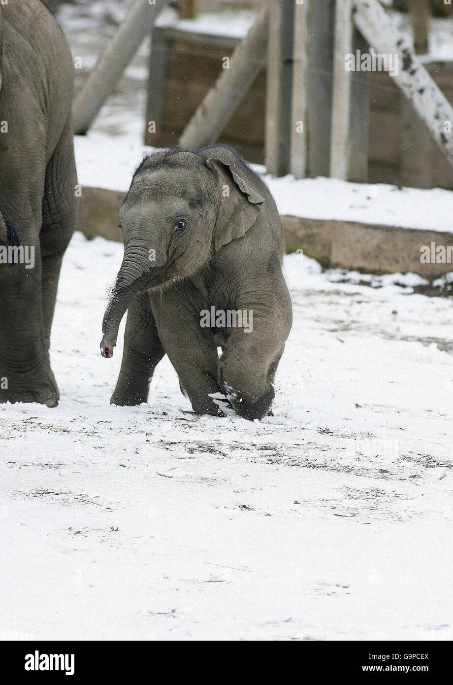 Raman, a baby Asian Elephant at Chester Zoo, takes his first steps in ...