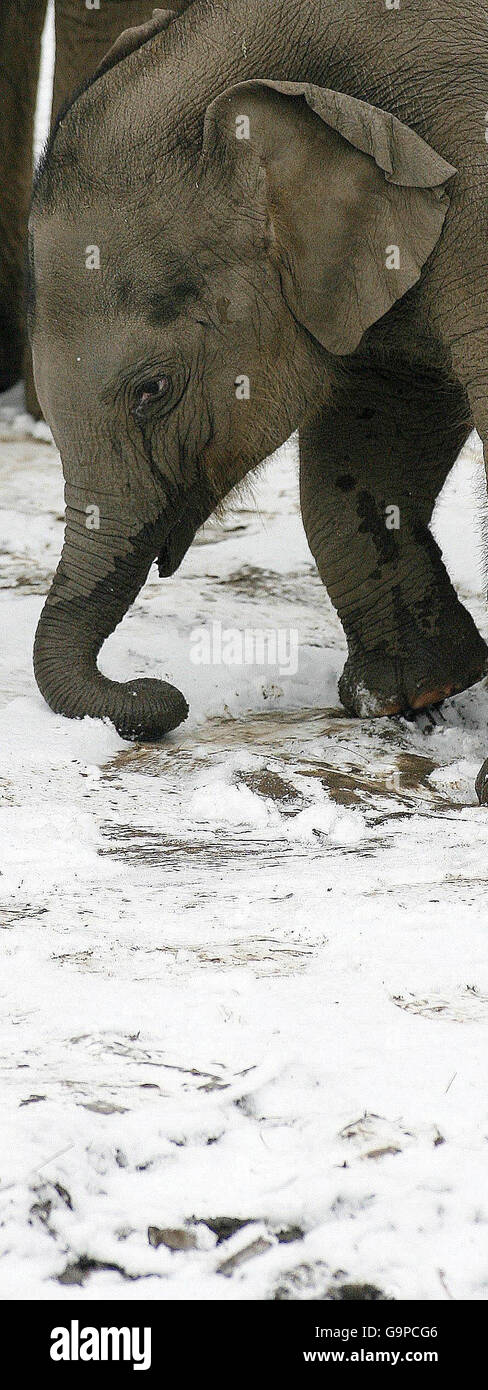 Raman, a baby Asian Elephant at Chester Zoo, takes his first steps in ...