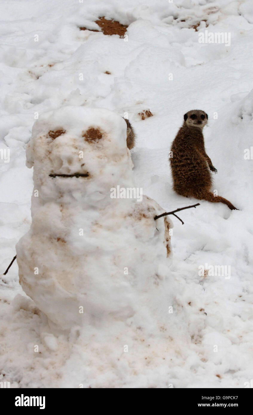 Heavy snowfall across the UK. A Meerkat in the snow at London Zoo Stock ...