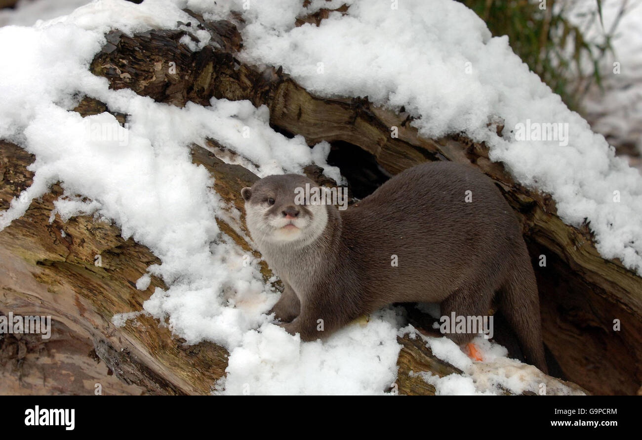 Heavy snowfall across the UK. An otter in the snow at London Zoo Stock ...