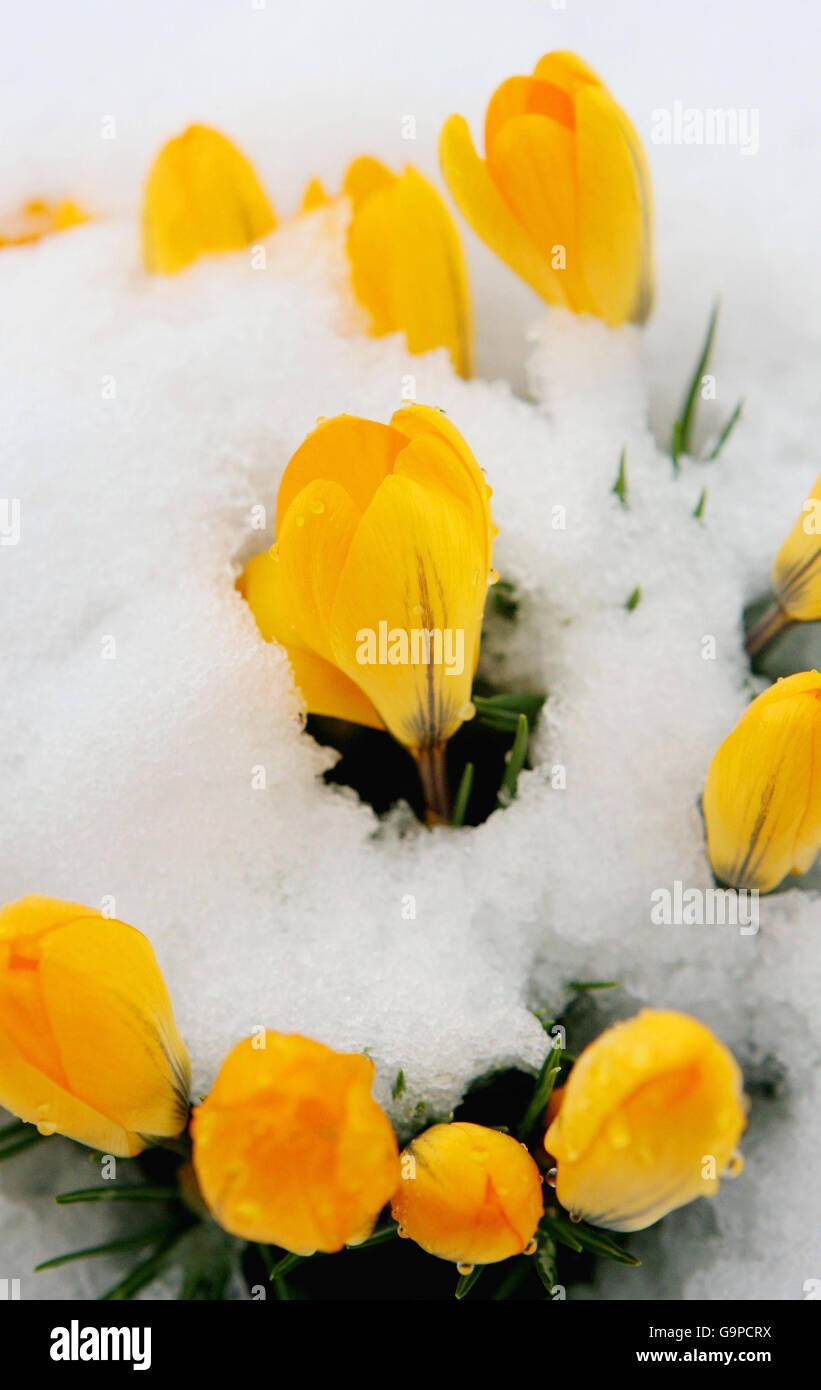 Flowers poke through snow near Sittingbourne in Kent, after heavy snow ...