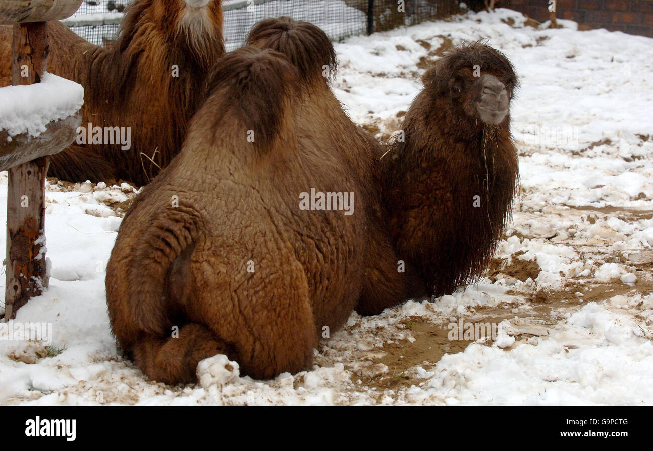 Heavy snowfall across the UK. A Bactrian Camel in the snow at London ...