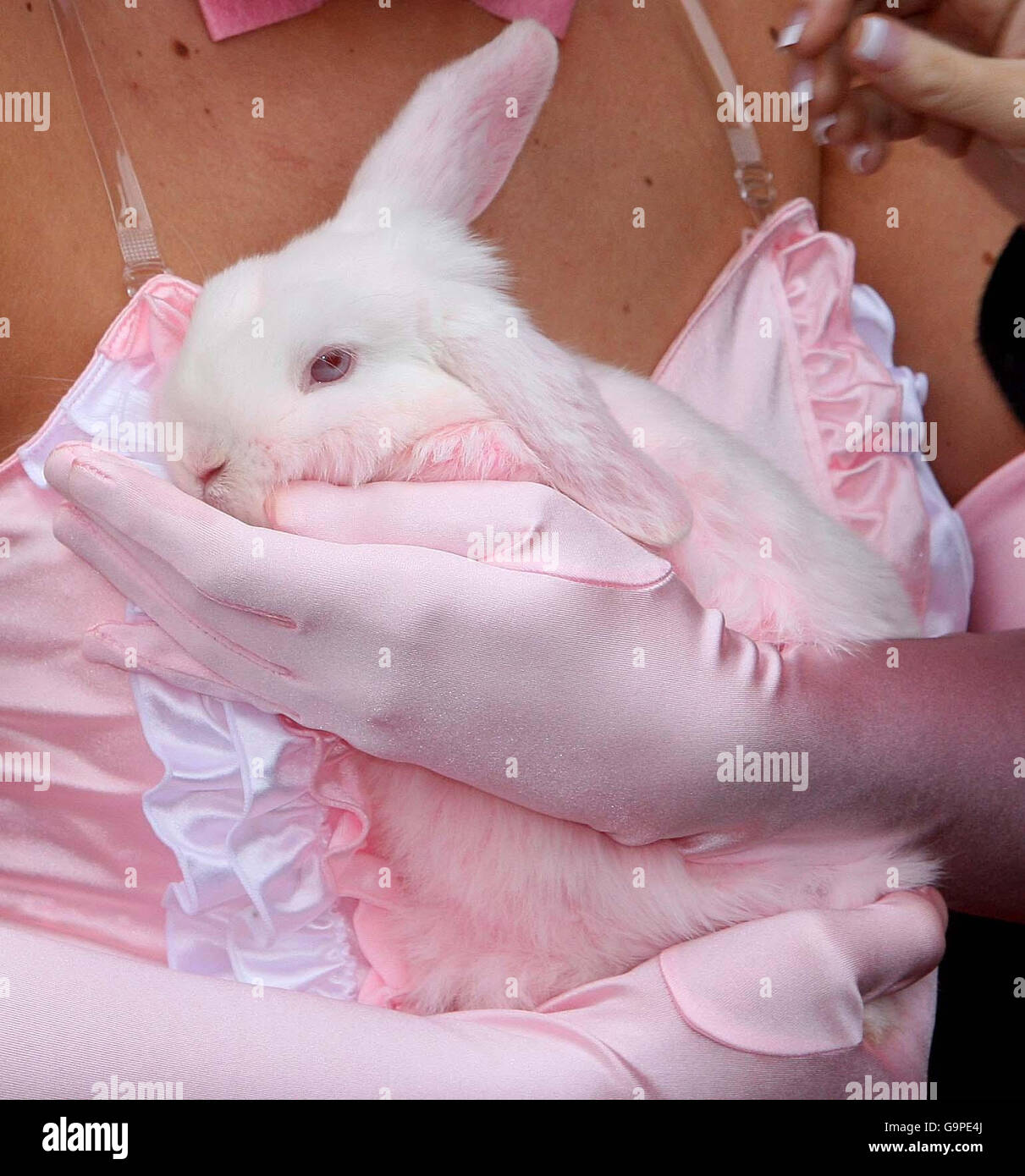 Kerry Katona with pink rabbits. A model holds a pink bunny to help ...