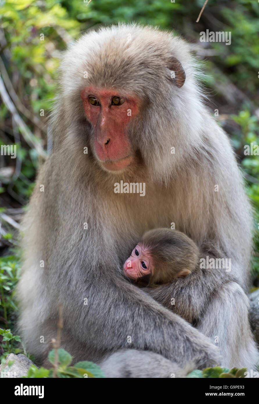 Female Japanese Macaque (Macaca fuscata) with infant at Snow Monkey ...