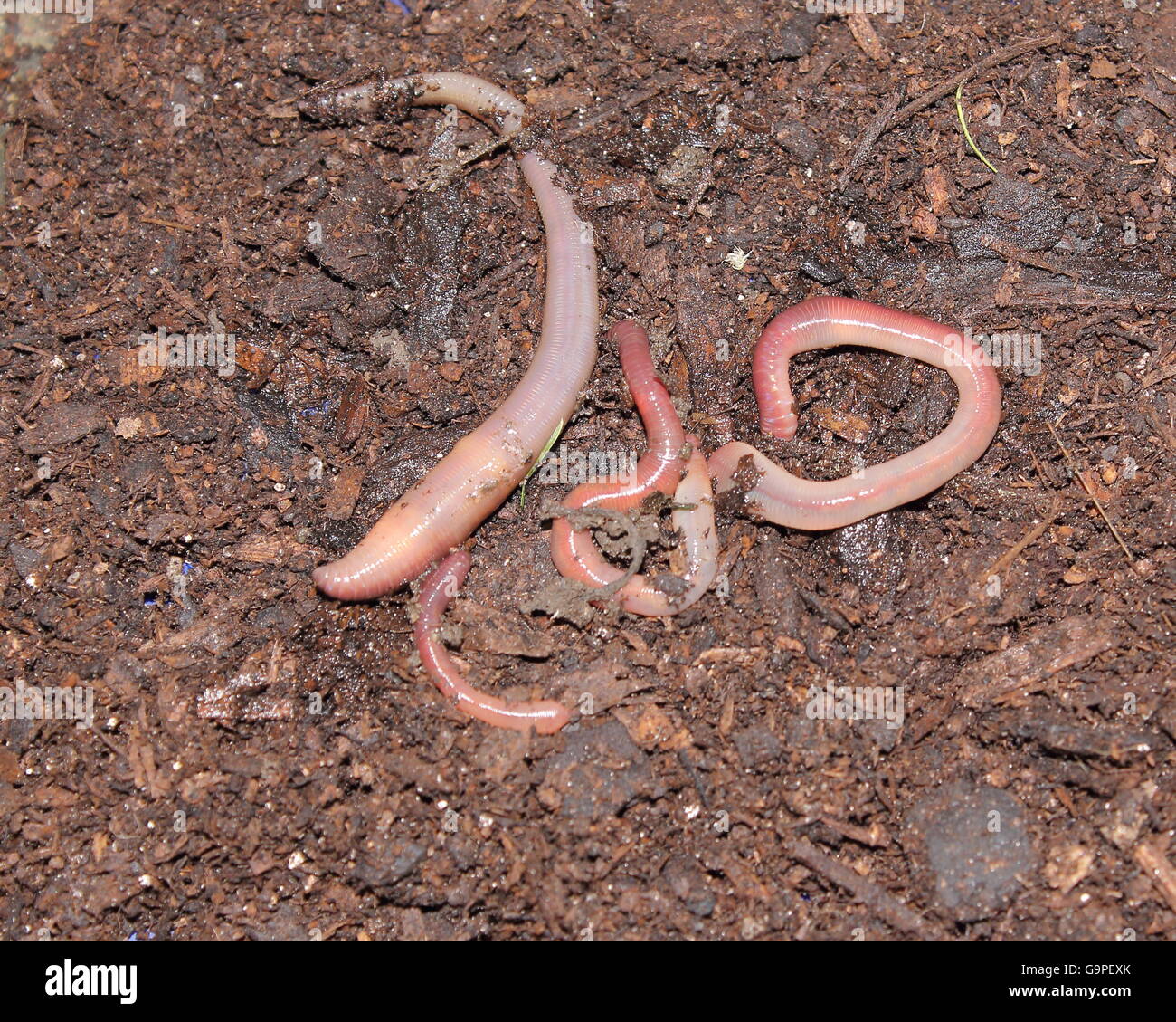 Earthworms soil hi-res stock photography and images - Alamy