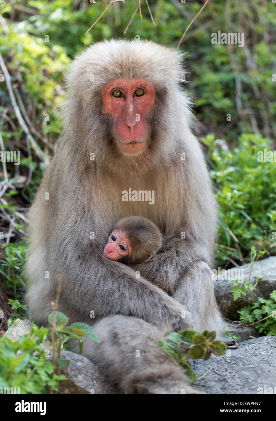 Female Japanese Macaque (Macaca fuscata) with infant at Snow Monkey ...