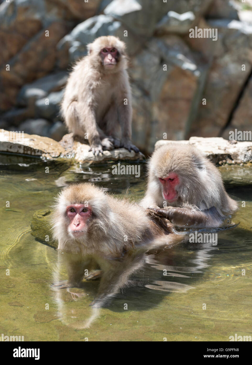 Japanese Macaque (Snow Monkeys), Jigokudani Monkey Park, Yamanouchi ...