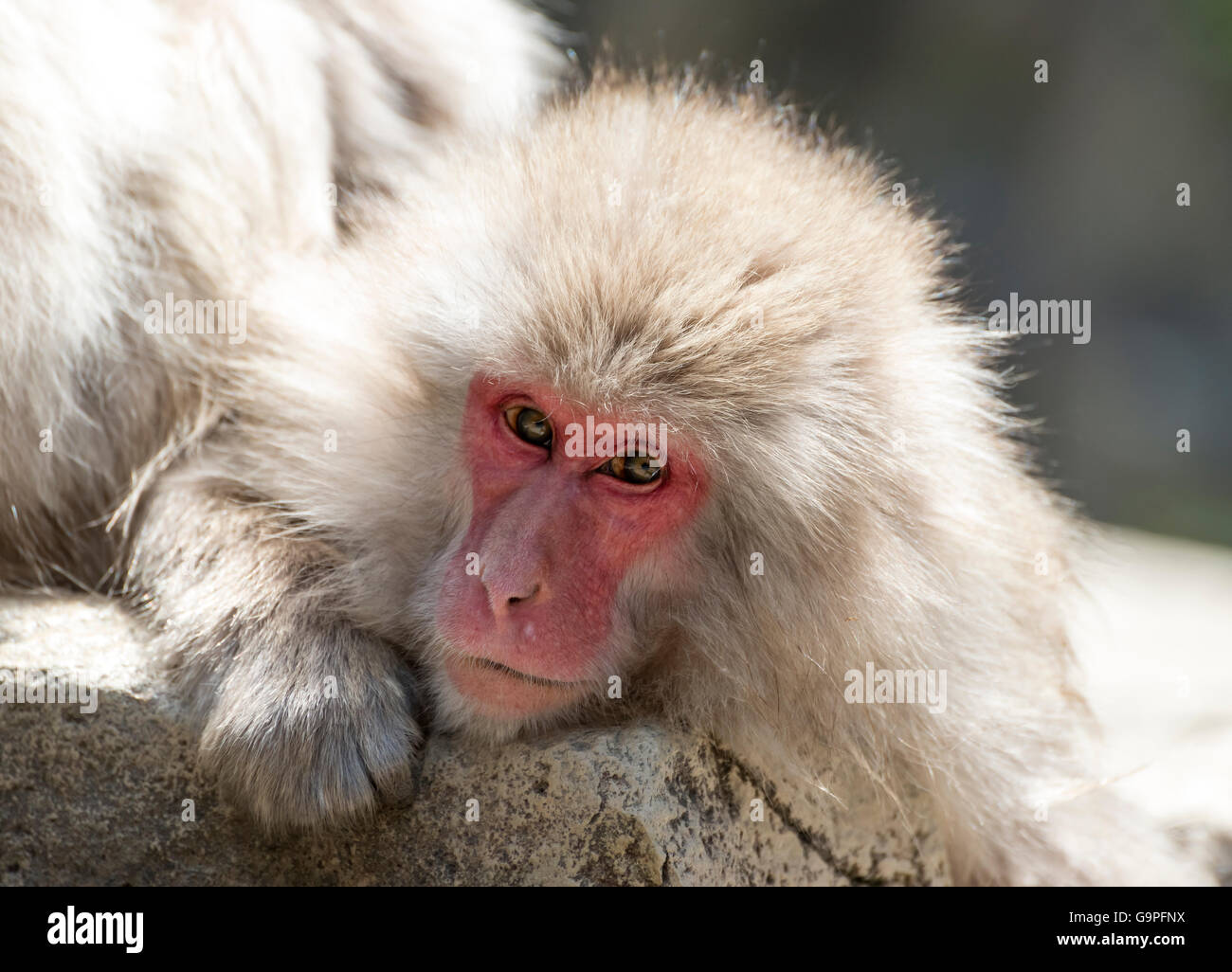 Japanese Macaque (Macaca fuscata) at Snow Monkey Park in Jigokudani ...