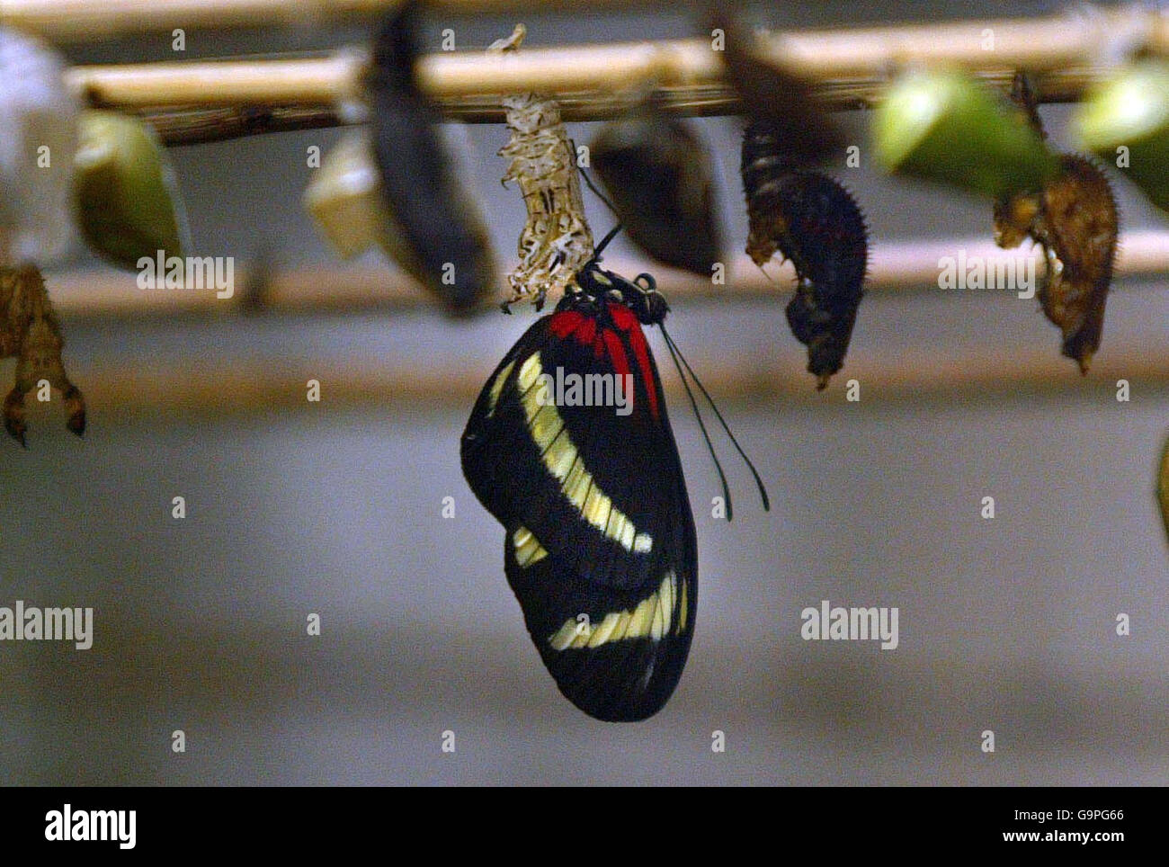 Butterfly world edinburgh hi-res stock photography and images - Alamy
