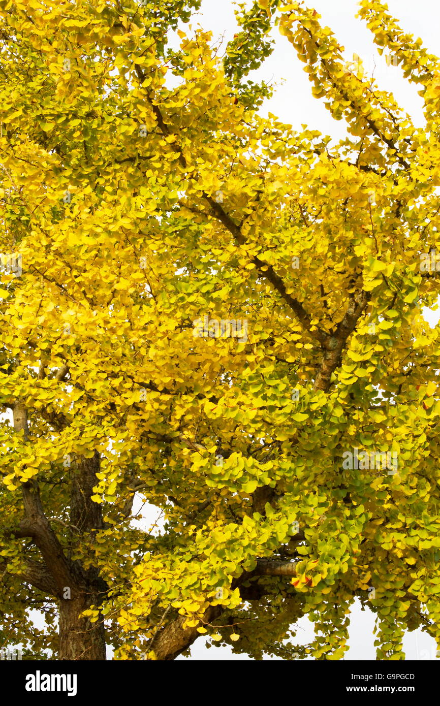 Ginko tree hi-res stock photography and images - Alamy