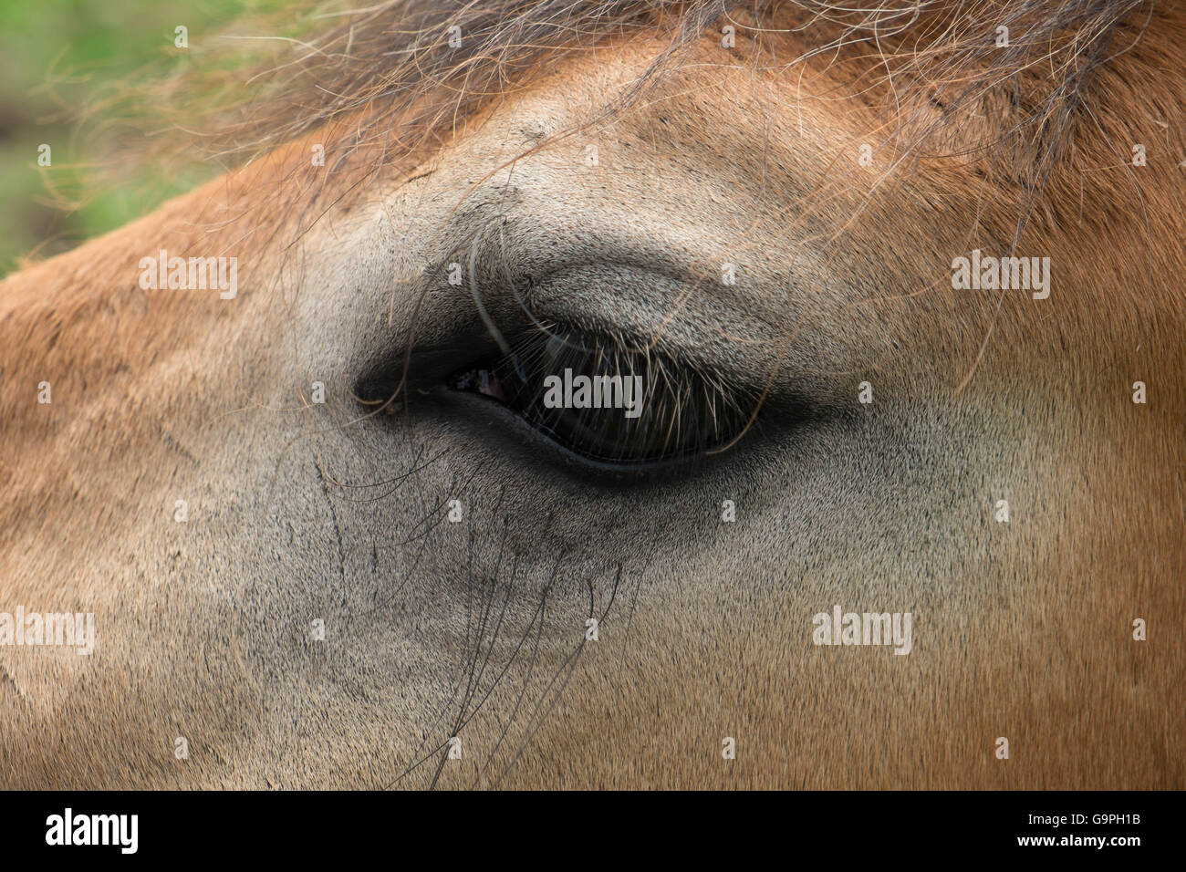 European horses out in the wild Stock Photo - Alamy