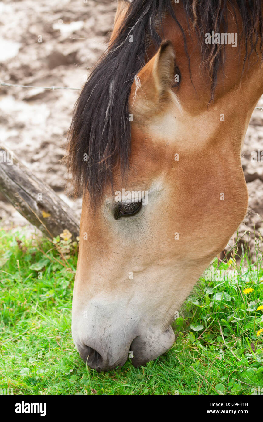 European horses out in the wild Stock Photo - Alamy