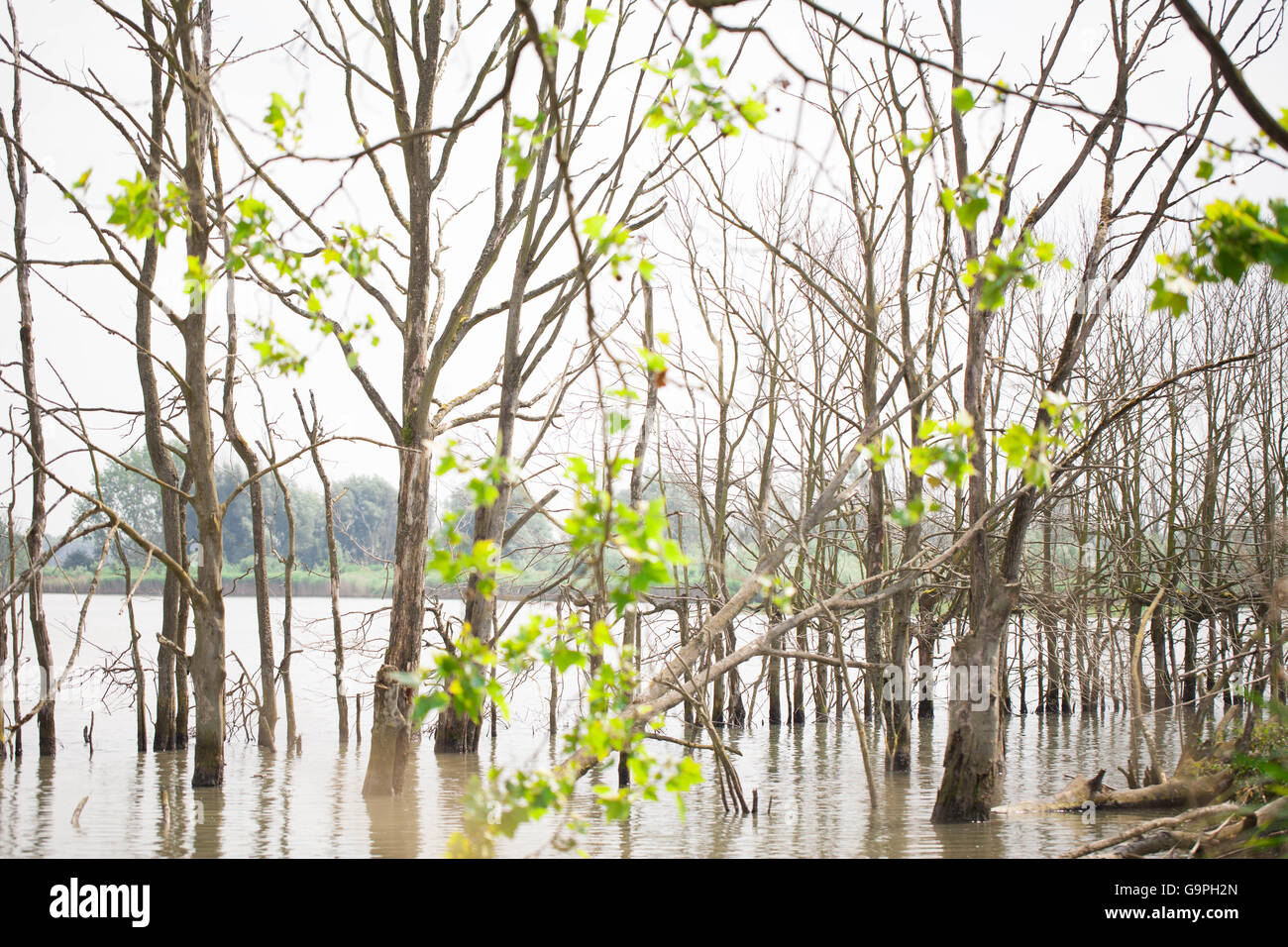 Proto tree hi-res stock photography and images - Alamy