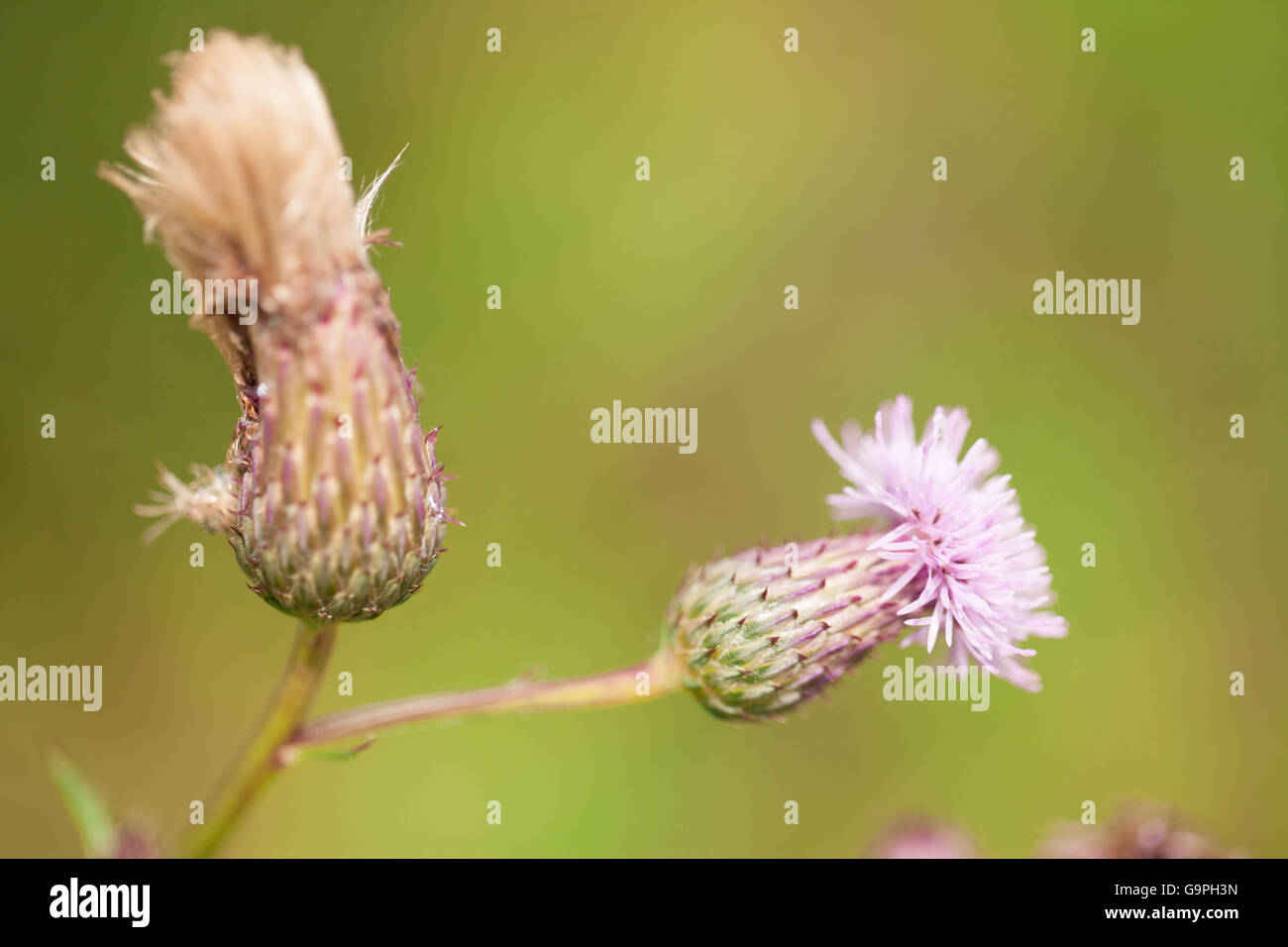 Pink thistle flower against a green natural backdrop Stock Photo - Alamy