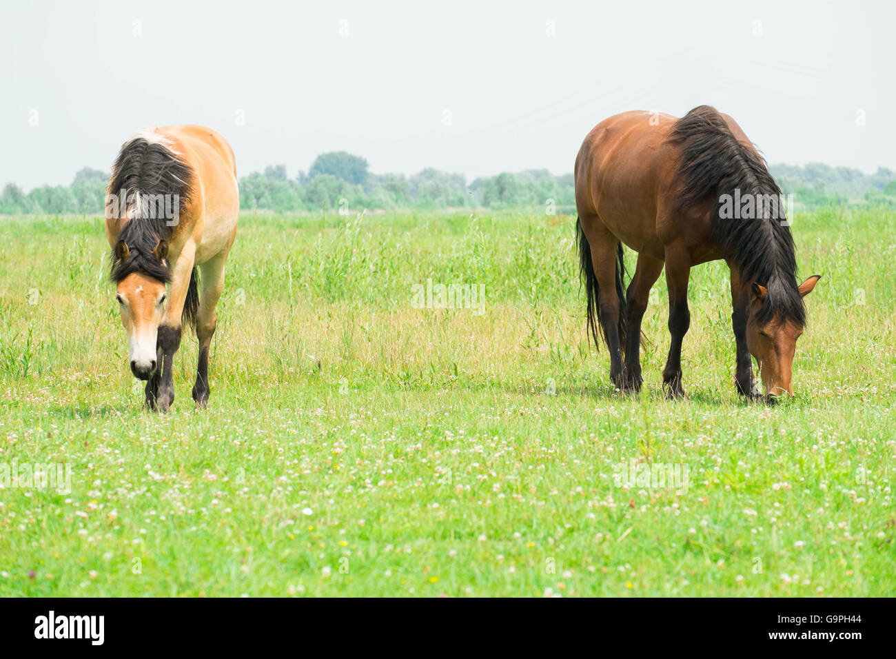 European horses out in the wild Stock Photo - Alamy