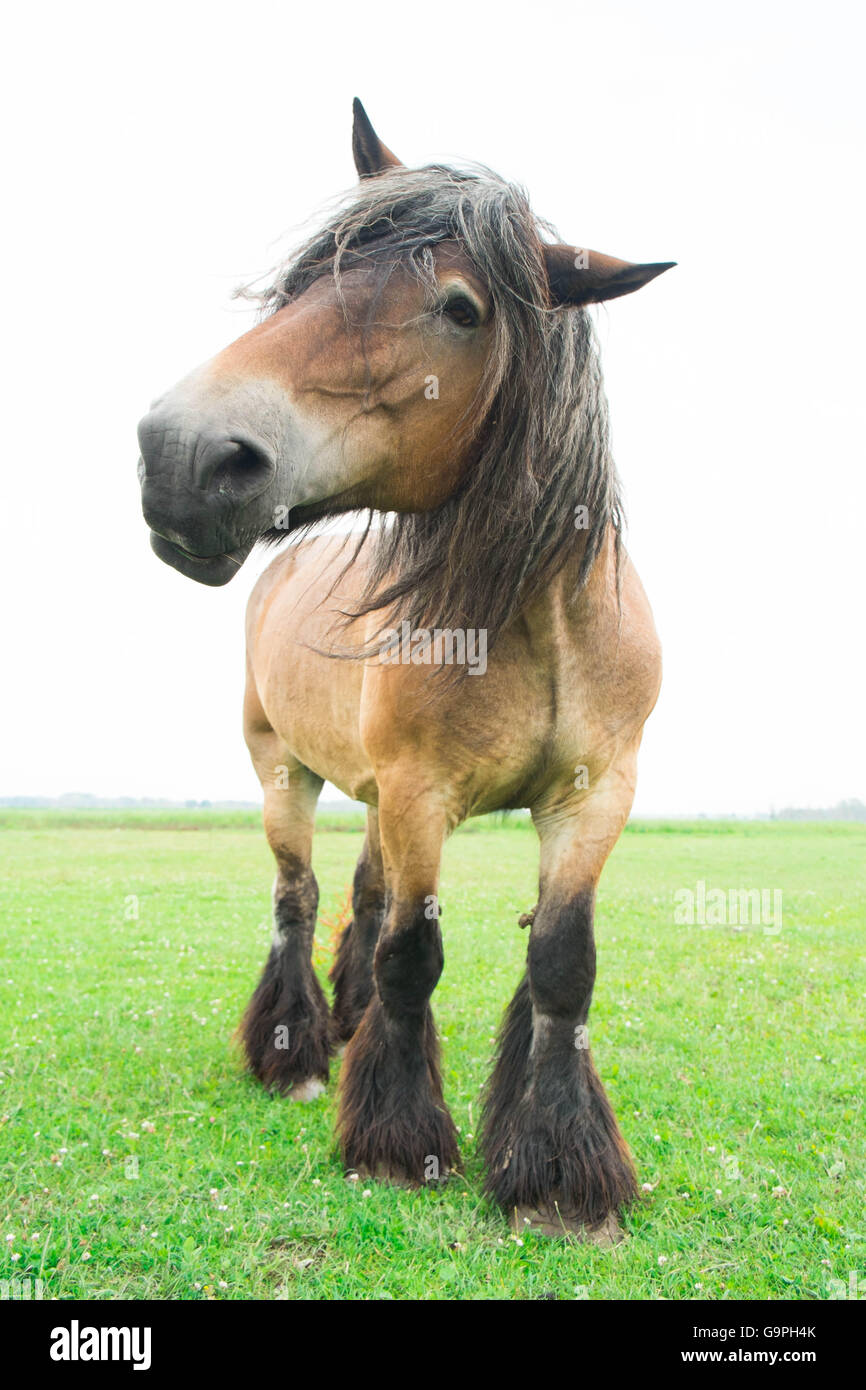 European horses out in the wild Stock Photo - Alamy