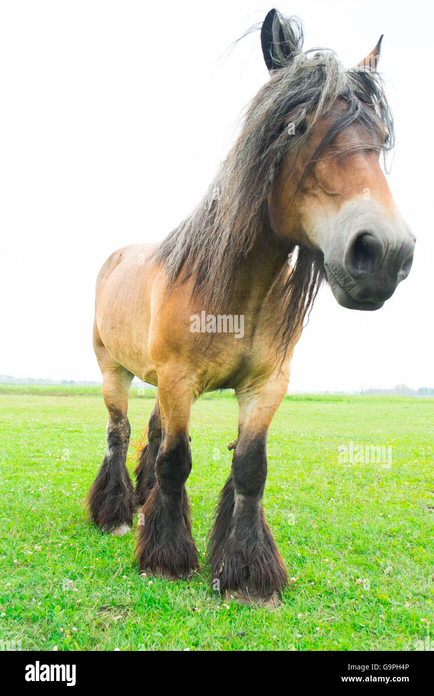 European horses out in the wild Stock Photo - Alamy