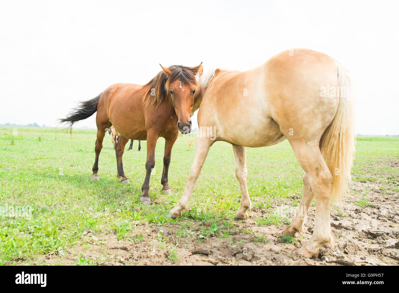 European horses out in the wild Stock Photo - Alamy