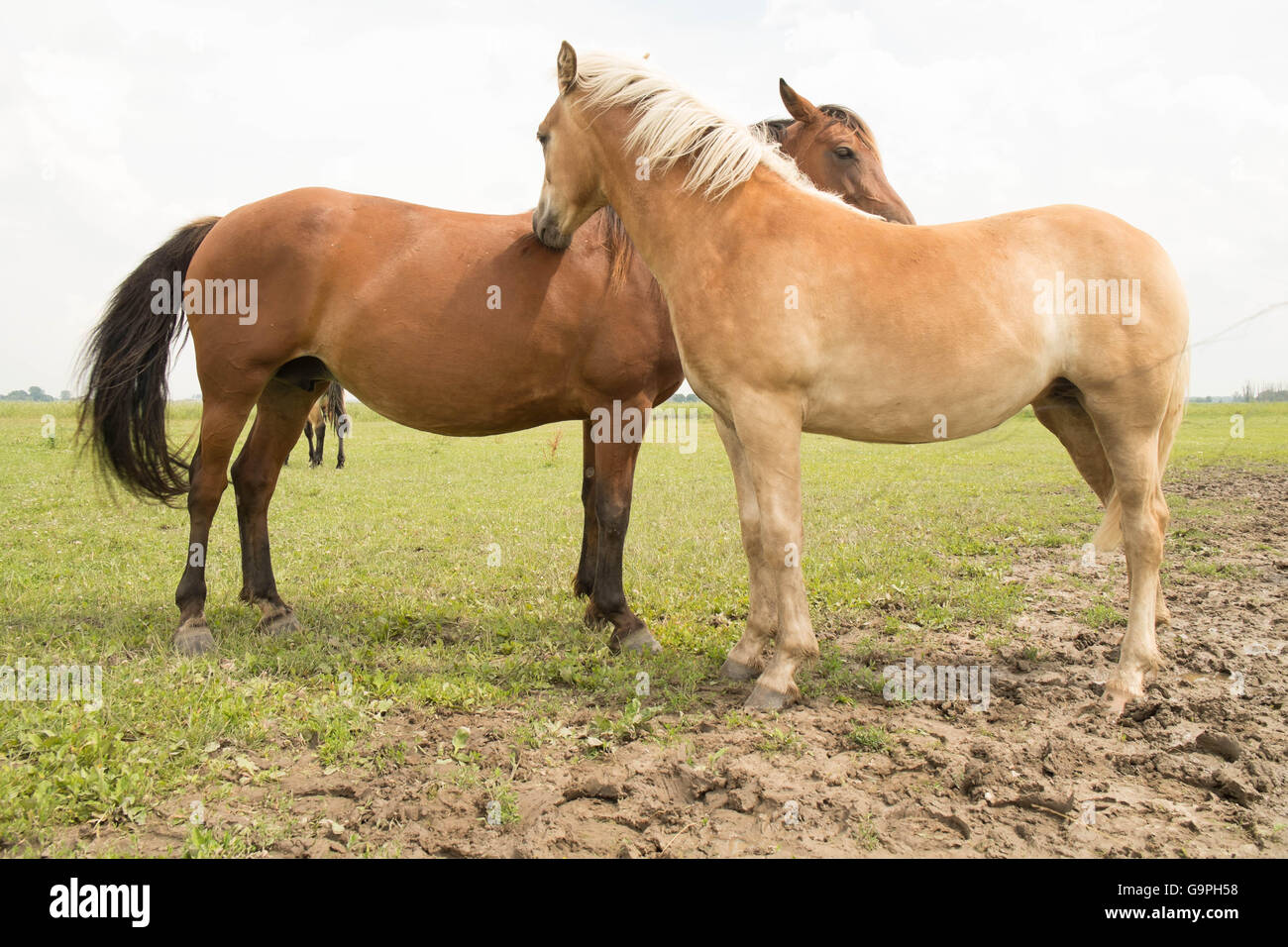 European horses out in the wild Stock Photo - Alamy