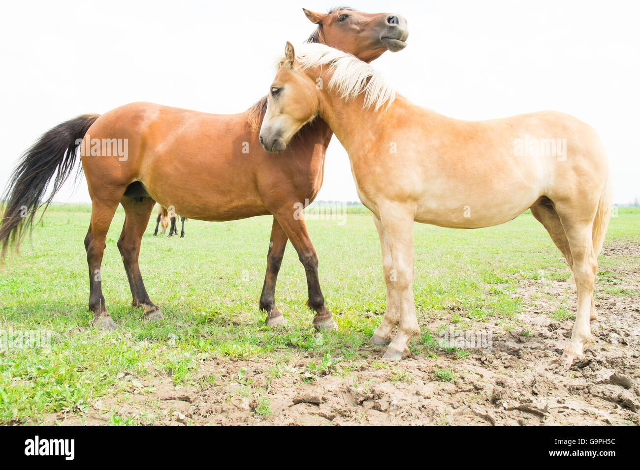 European horses out in the wild Stock Photo - Alamy